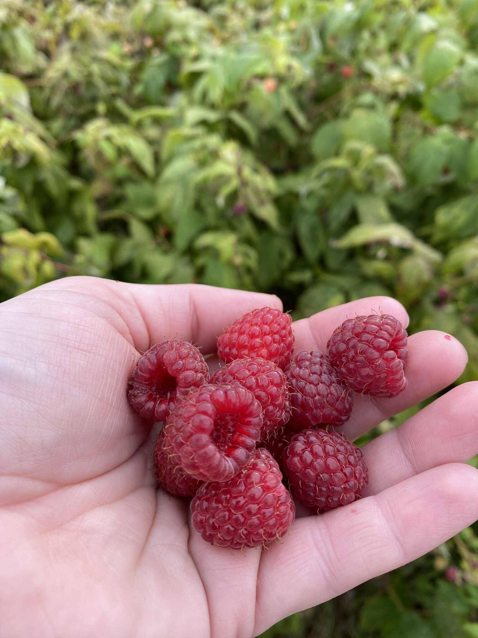 Otsego-Martin | Brookside Farms