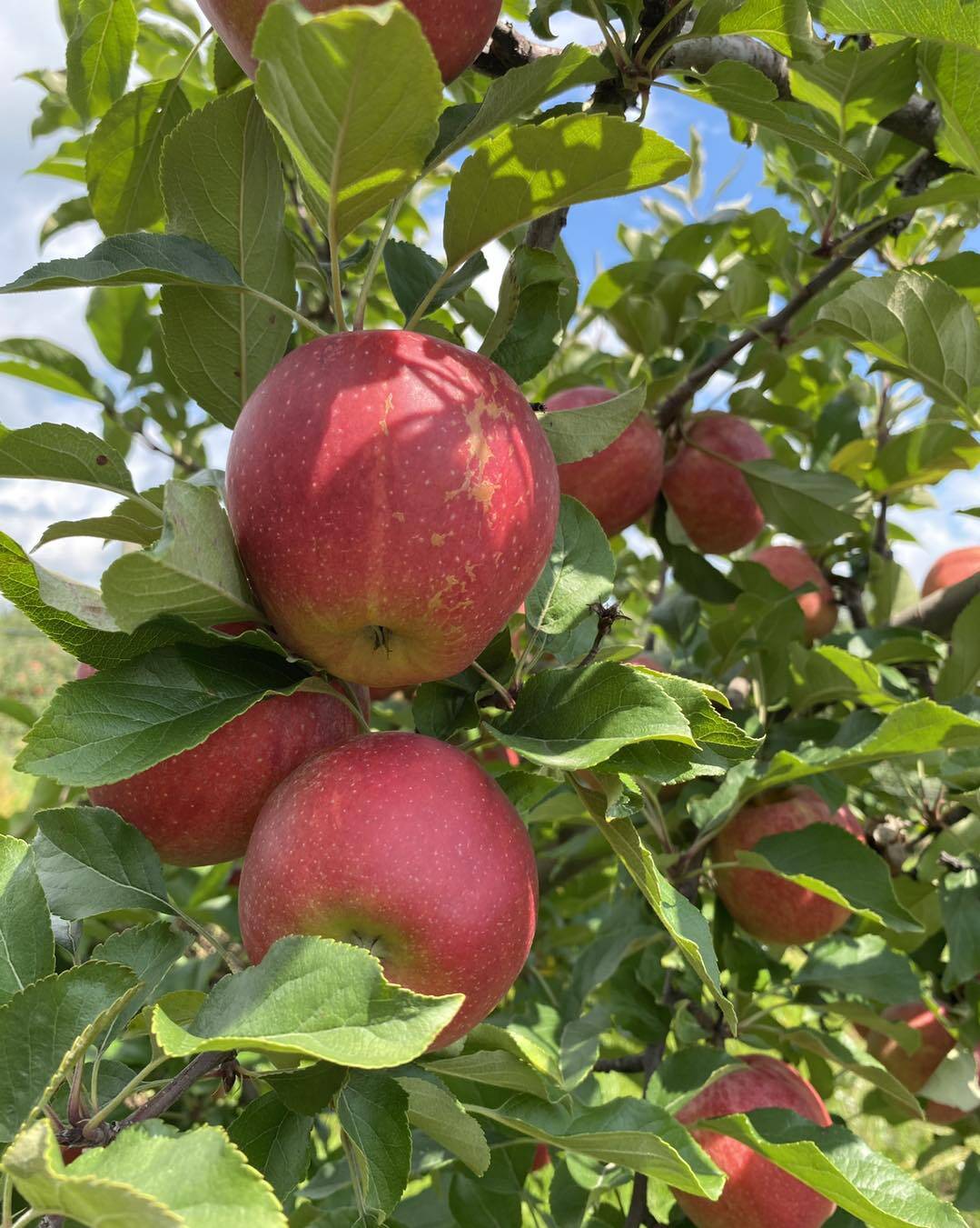 Otsego-Martin | Brookside Farms