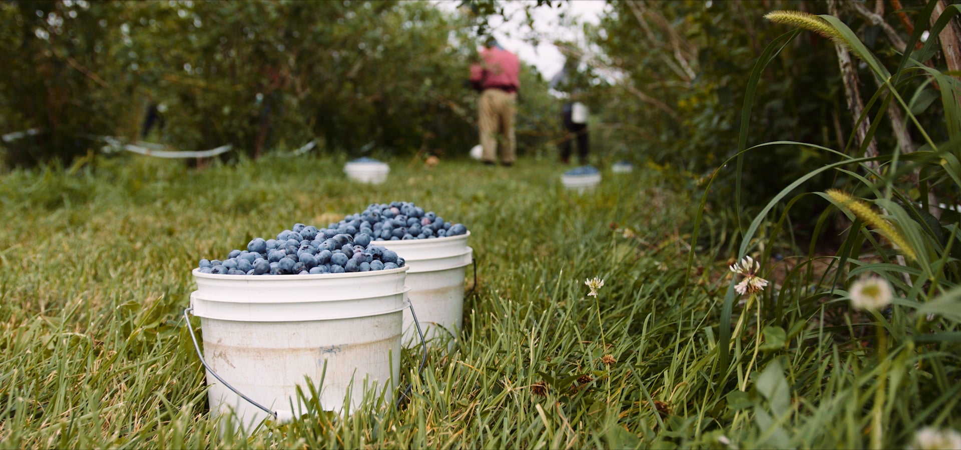 Paw Paw | Brookside Farms