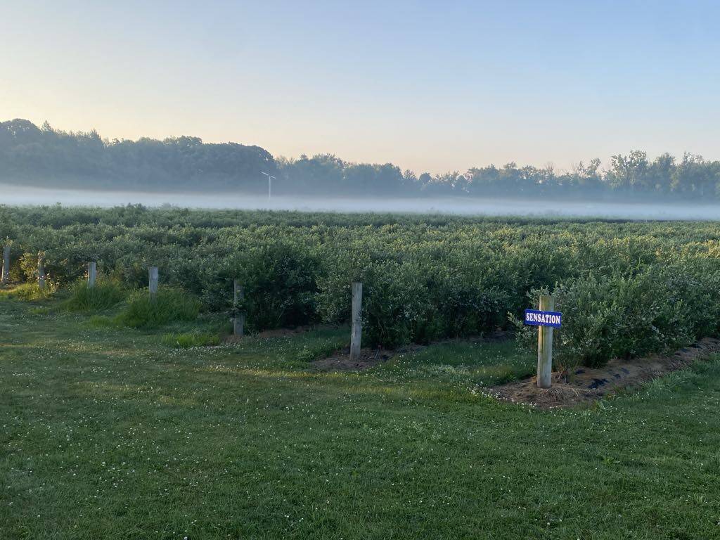 Otsego-Martin | Brookside Farms